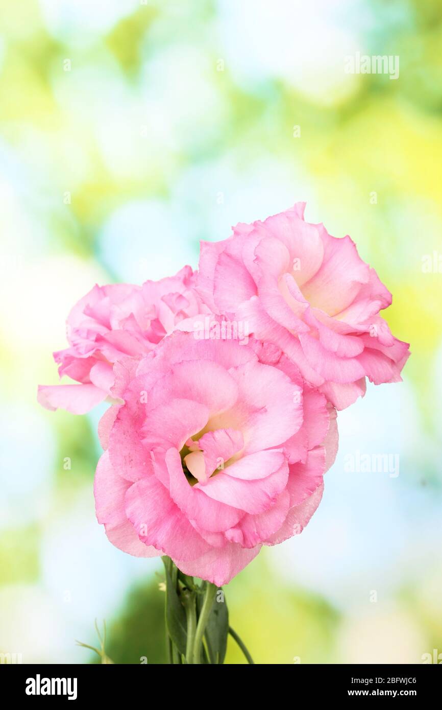 bouquet of eustoma flowers, on green background Stock Photo - Alamy