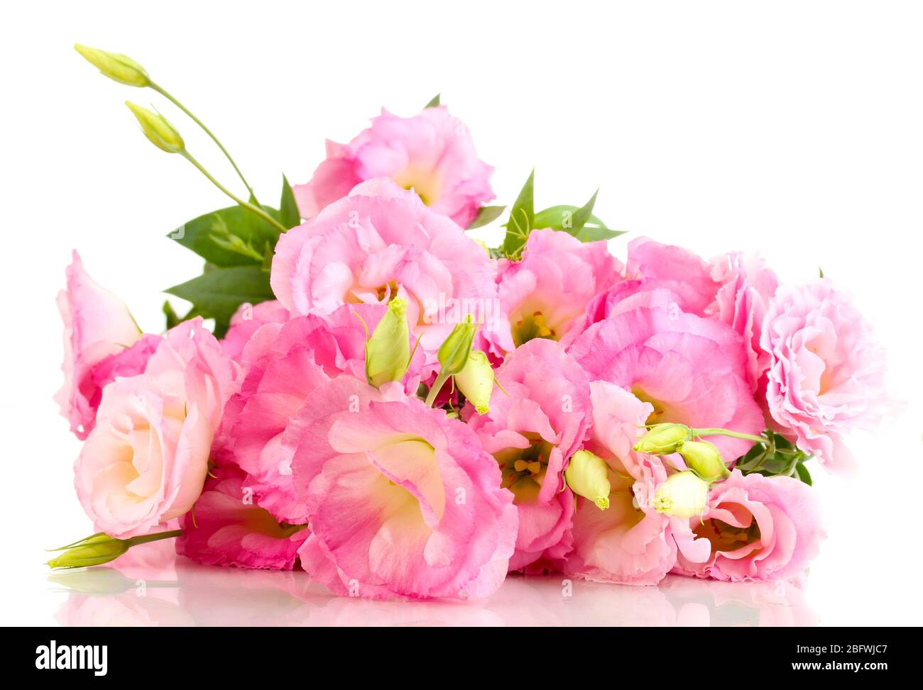 bouquet of eustoma flowers, isolated on white Stock Photo - Alamy