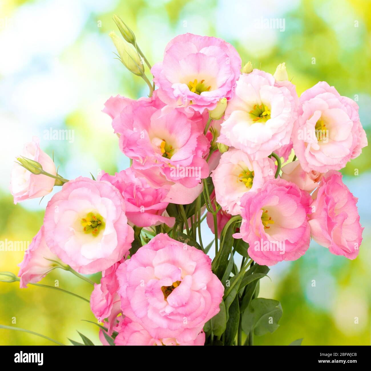 bouquet of eustoma flowers, on green background Stock Photo - Alamy