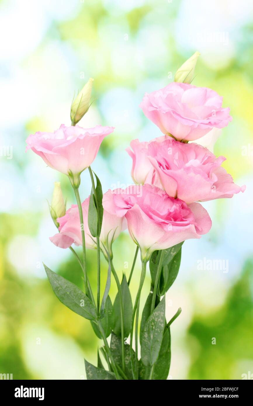 bouquet of eustoma flowers, on green background Stock Photo - Alamy