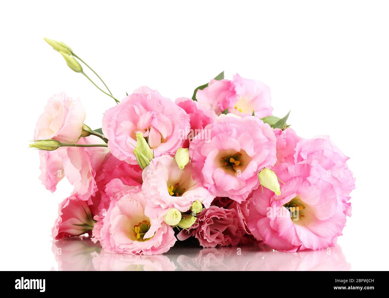 bouquet of eustoma flowers, isolated on white Stock Photo - Alamy