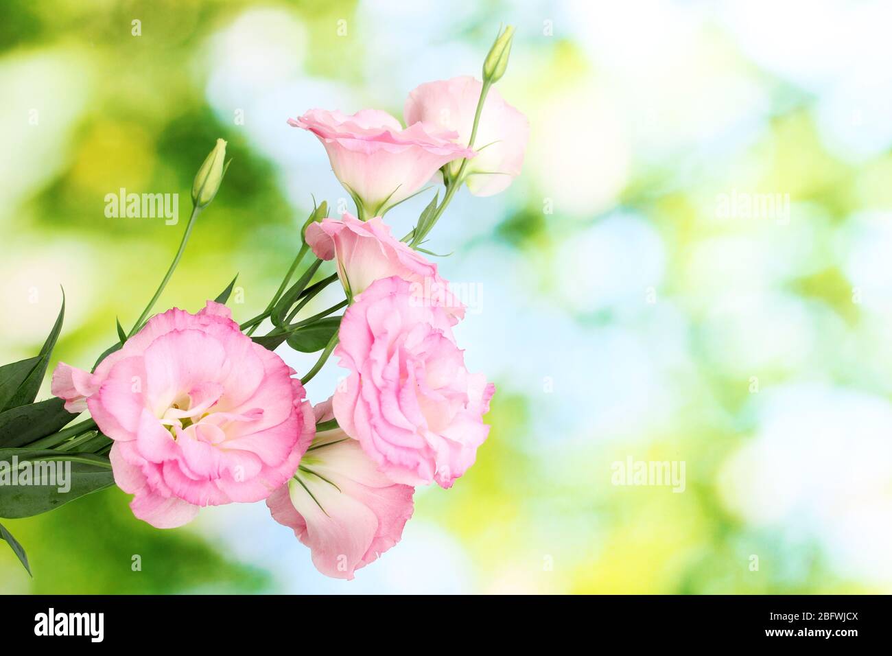 bouquet of eustoma flowers, on green background Stock Photo - Alamy