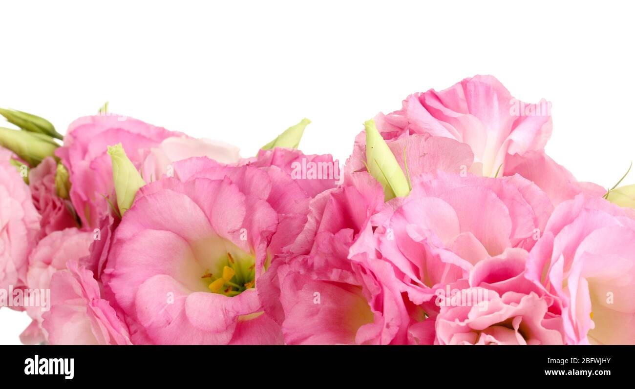 bouquet of eustoma flowers, isolated on white Stock Photo - Alamy