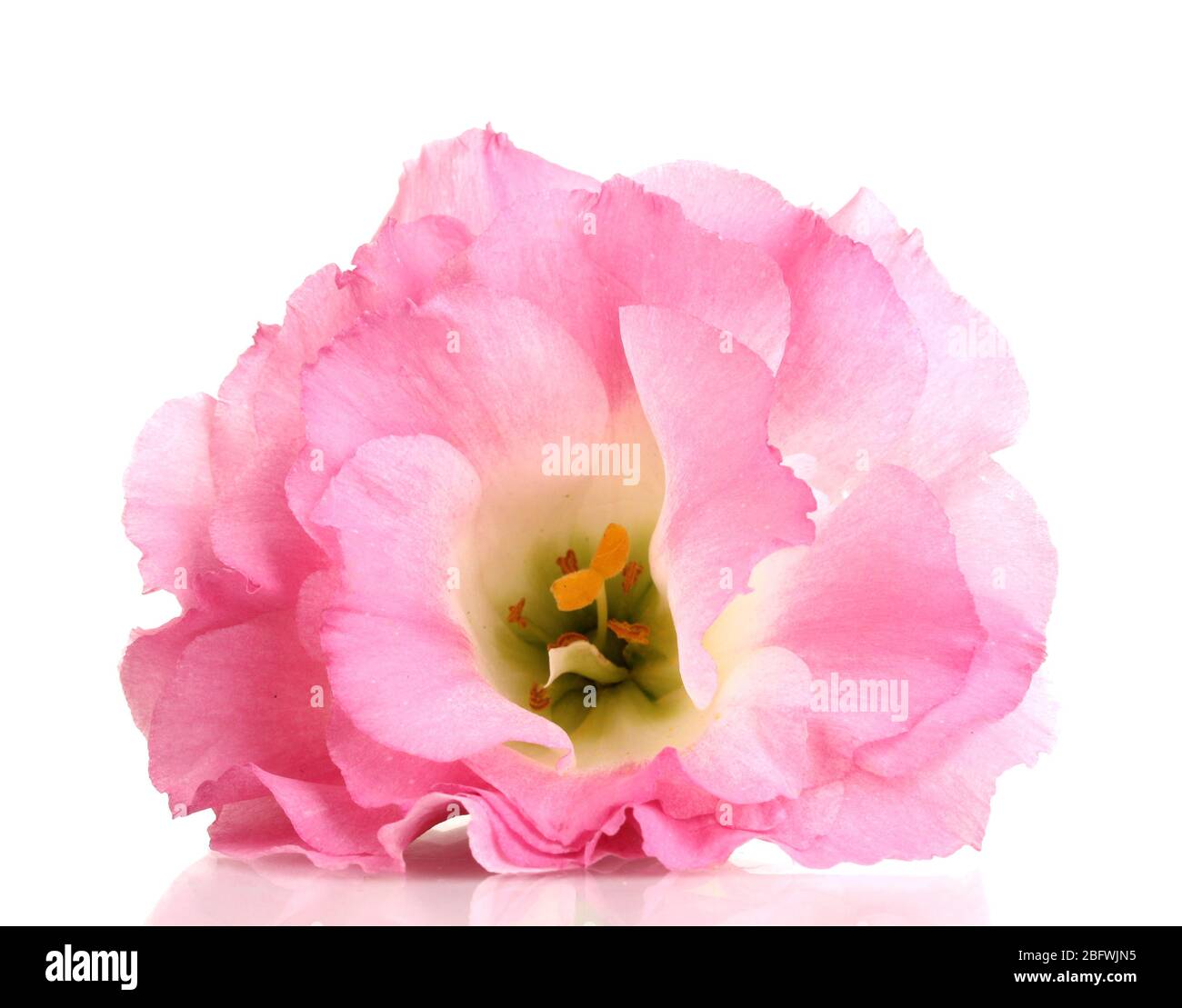 pink eustoma flower isolated on white Stock Photo - Alamy