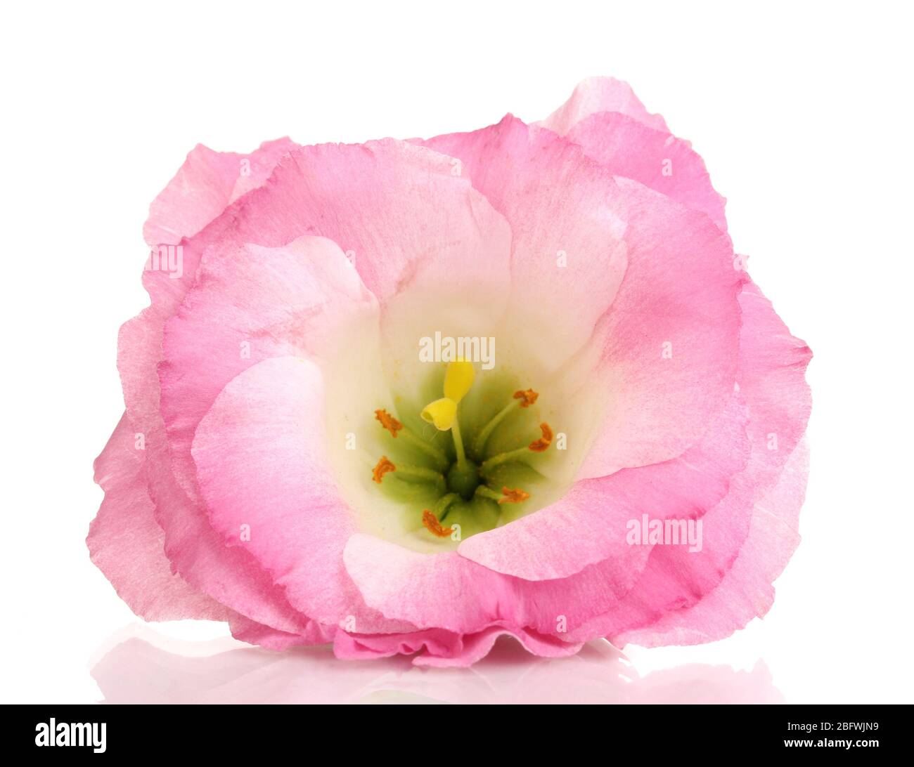 pink eustoma flower isolated on white Stock Photo - Alamy