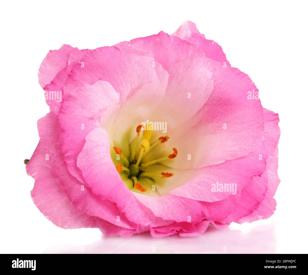 pink eustoma flower isolated on white Stock Photo - Alamy
