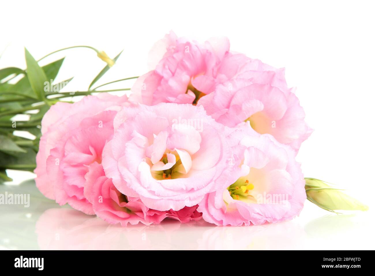 bouquet of eustoma flowers, isolated on white Stock Photo - Alamy