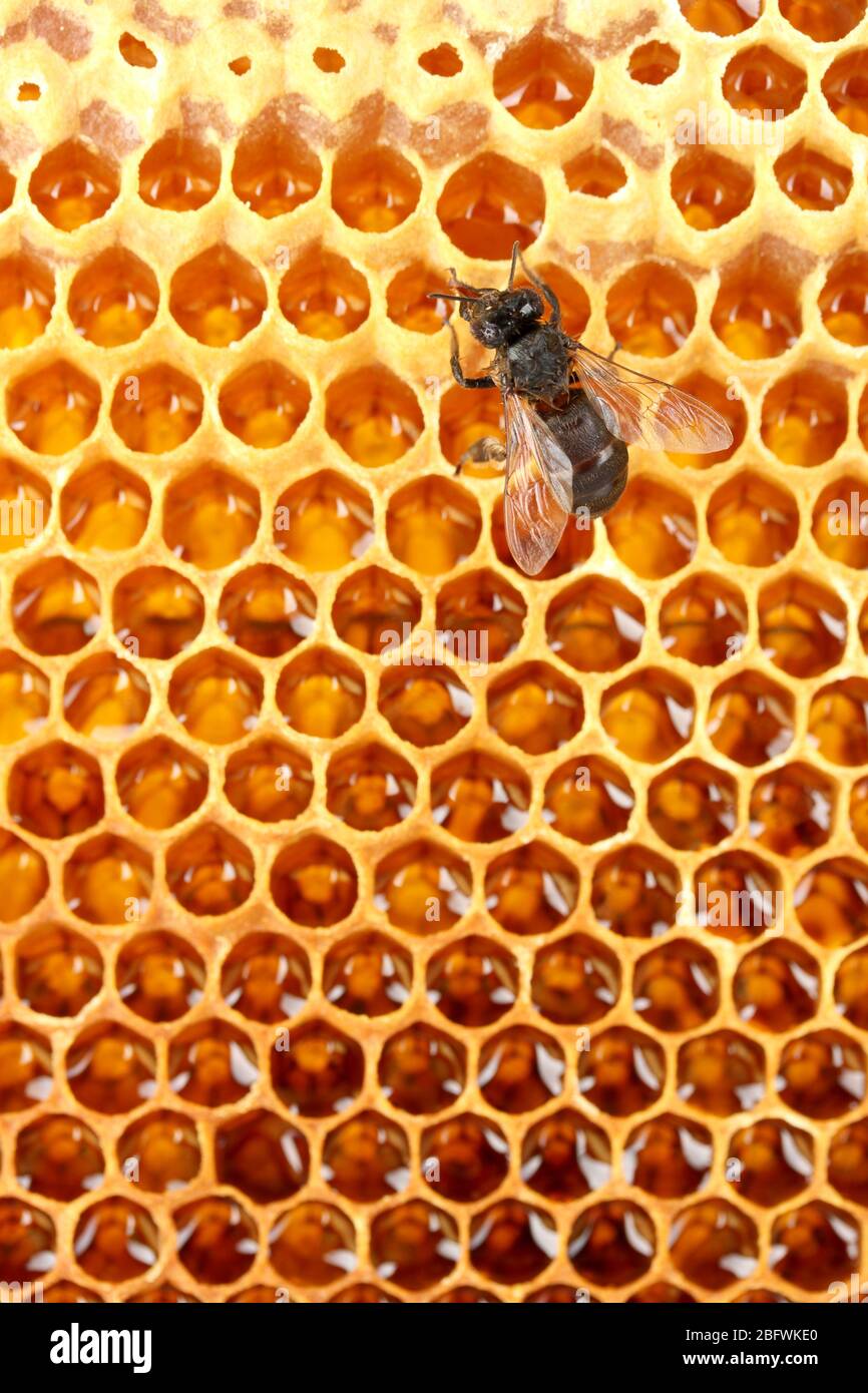 yellow beautiful honeycomb with honey and bee, background Stock Photo ...