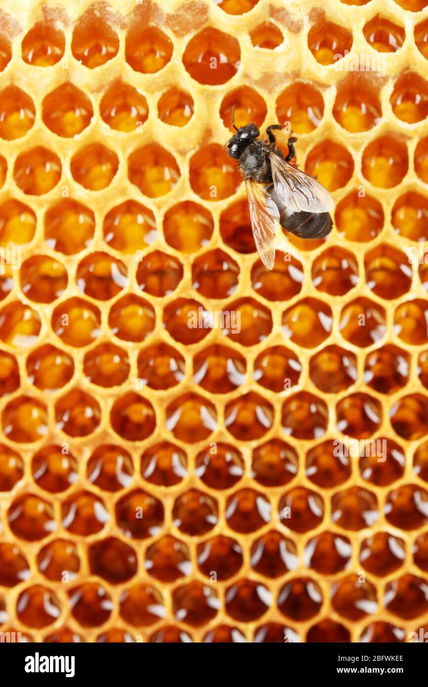 yellow beautiful honeycomb with honey and bee, background Stock Photo ...