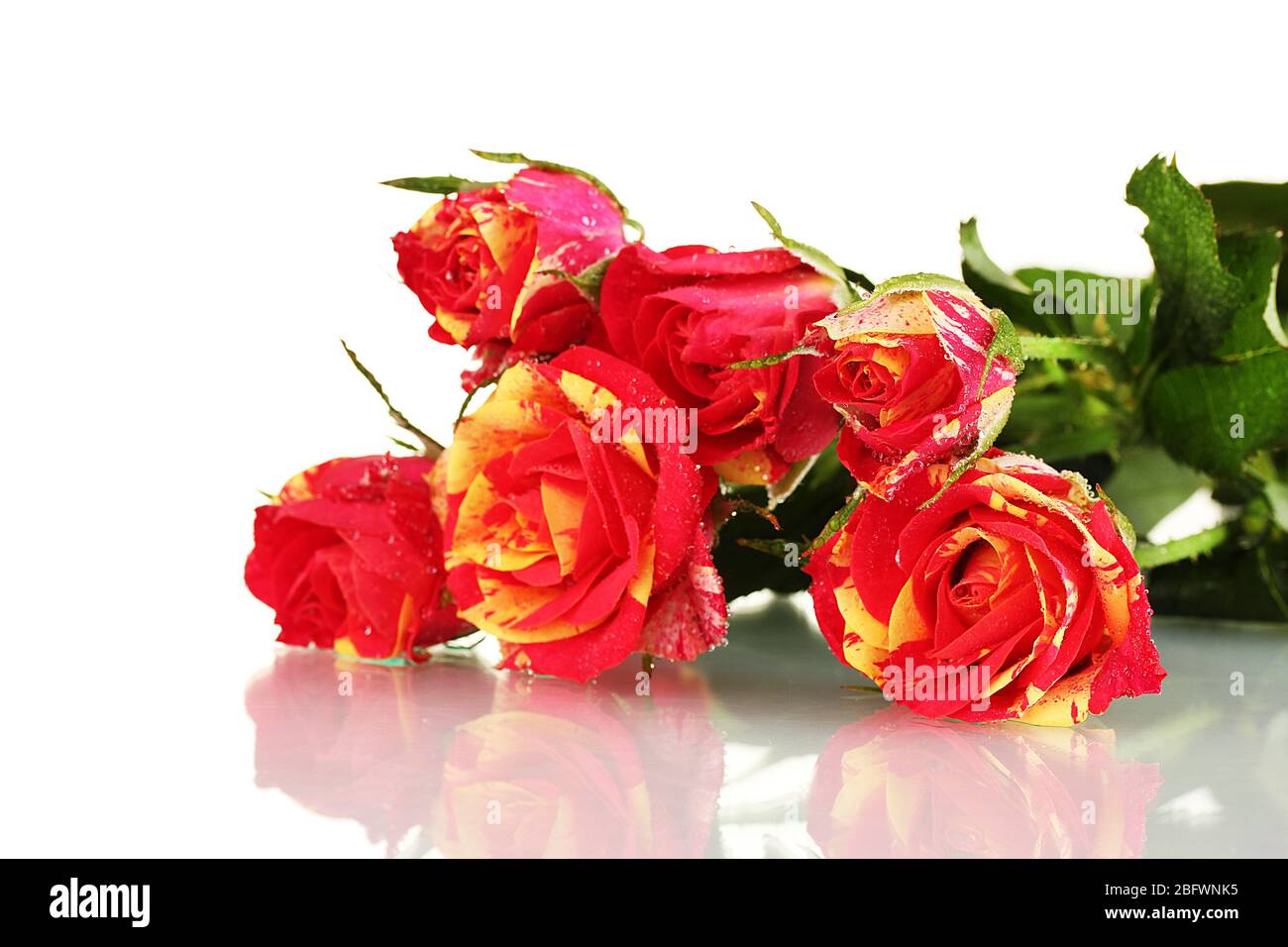 Beautiful red-yellow roses on white background close-up Stock Photo - Alamy