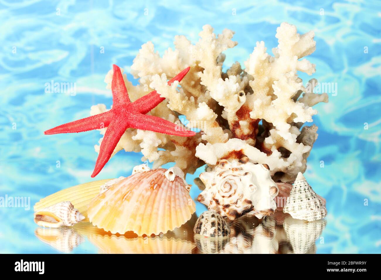 Sea coral with shells on water background close-up Stock Photo - Alamy