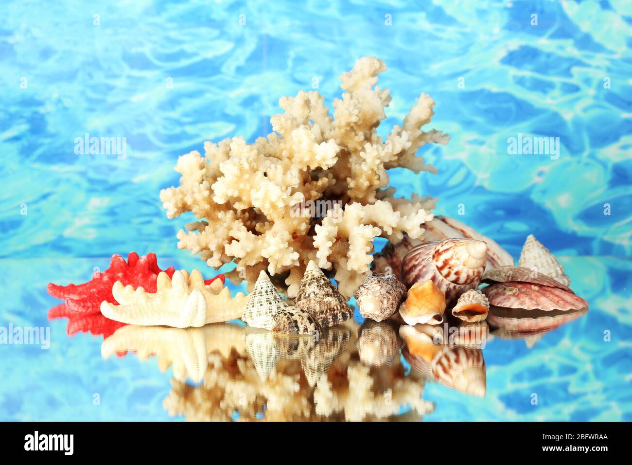 Sea coral with shells on water background close-up Stock Photo - Alamy