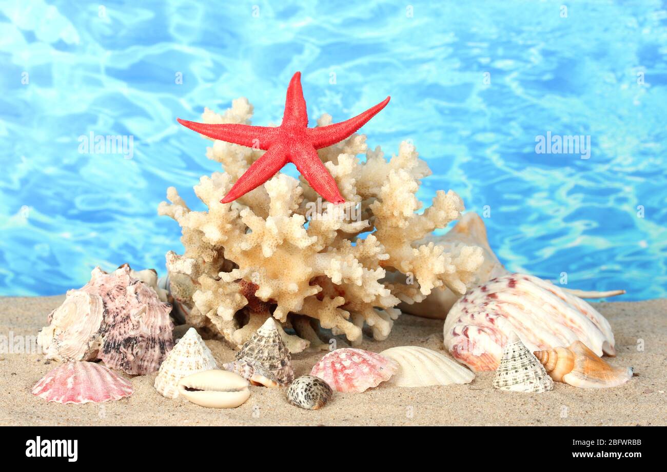 Sea coral with shells on water background close-up Stock Photo - Alamy