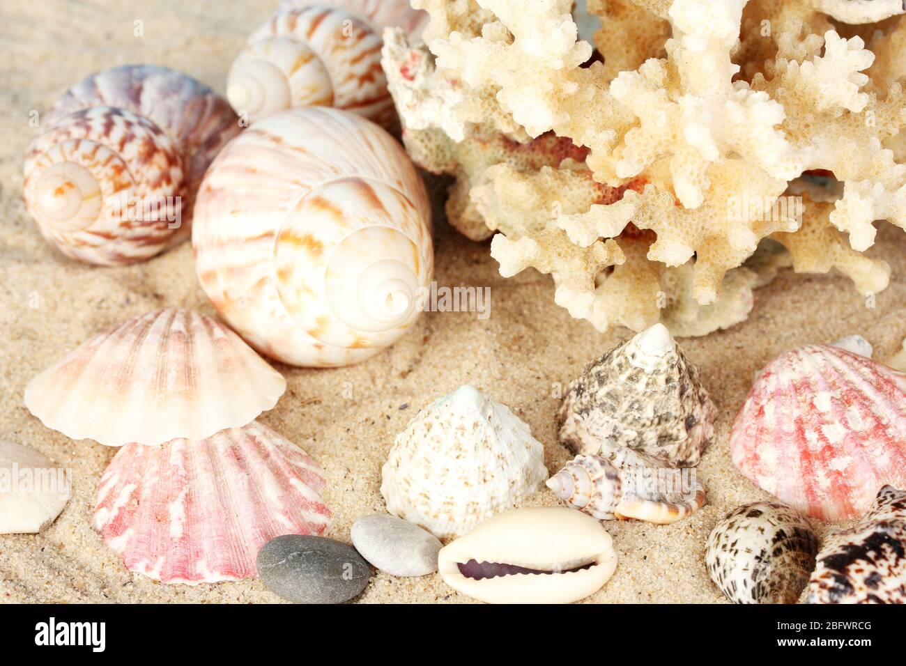 Sea coral with shells close-up Stock Photo - Alamy