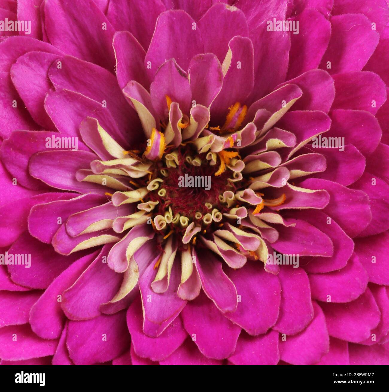 Violet daisy flower close-up isolated on white Stock Photo - Alamy