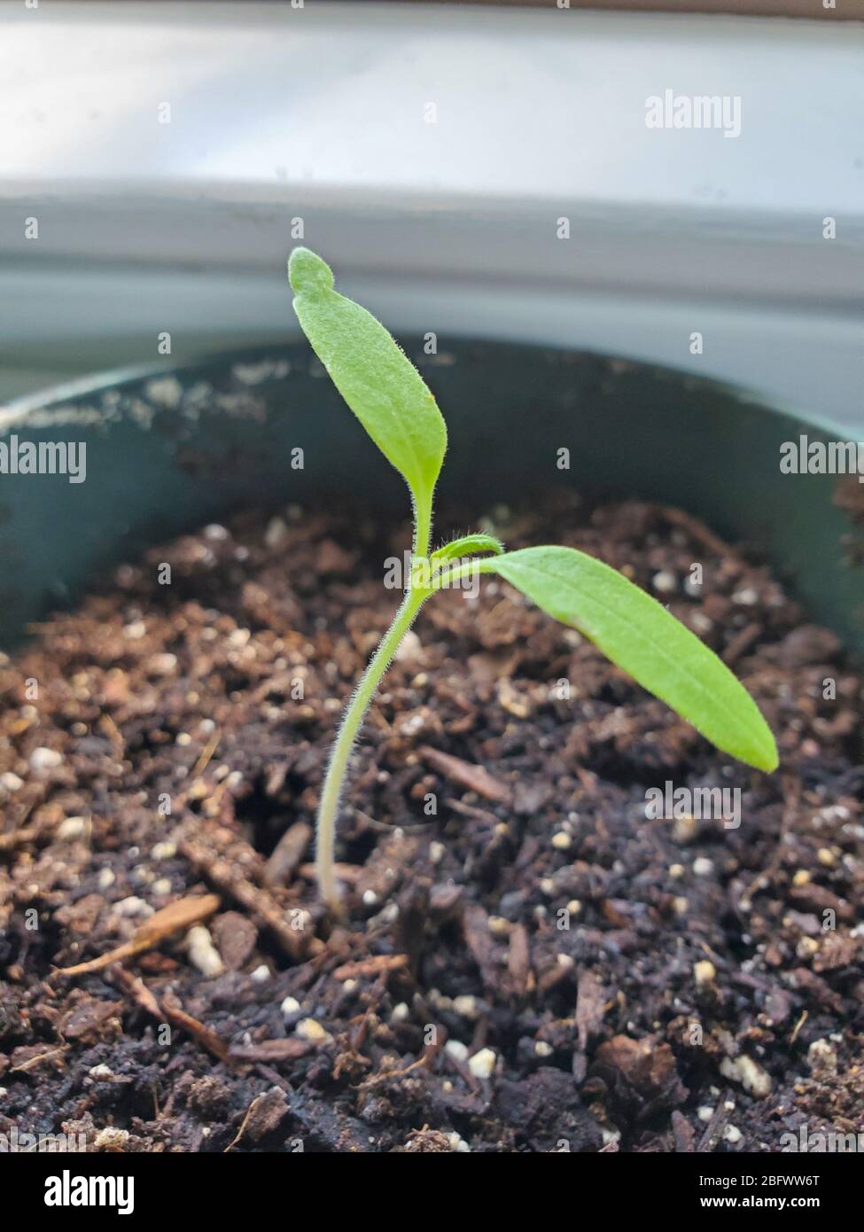 Tomato seed sprouting hi-res stock photography and images - Alamy