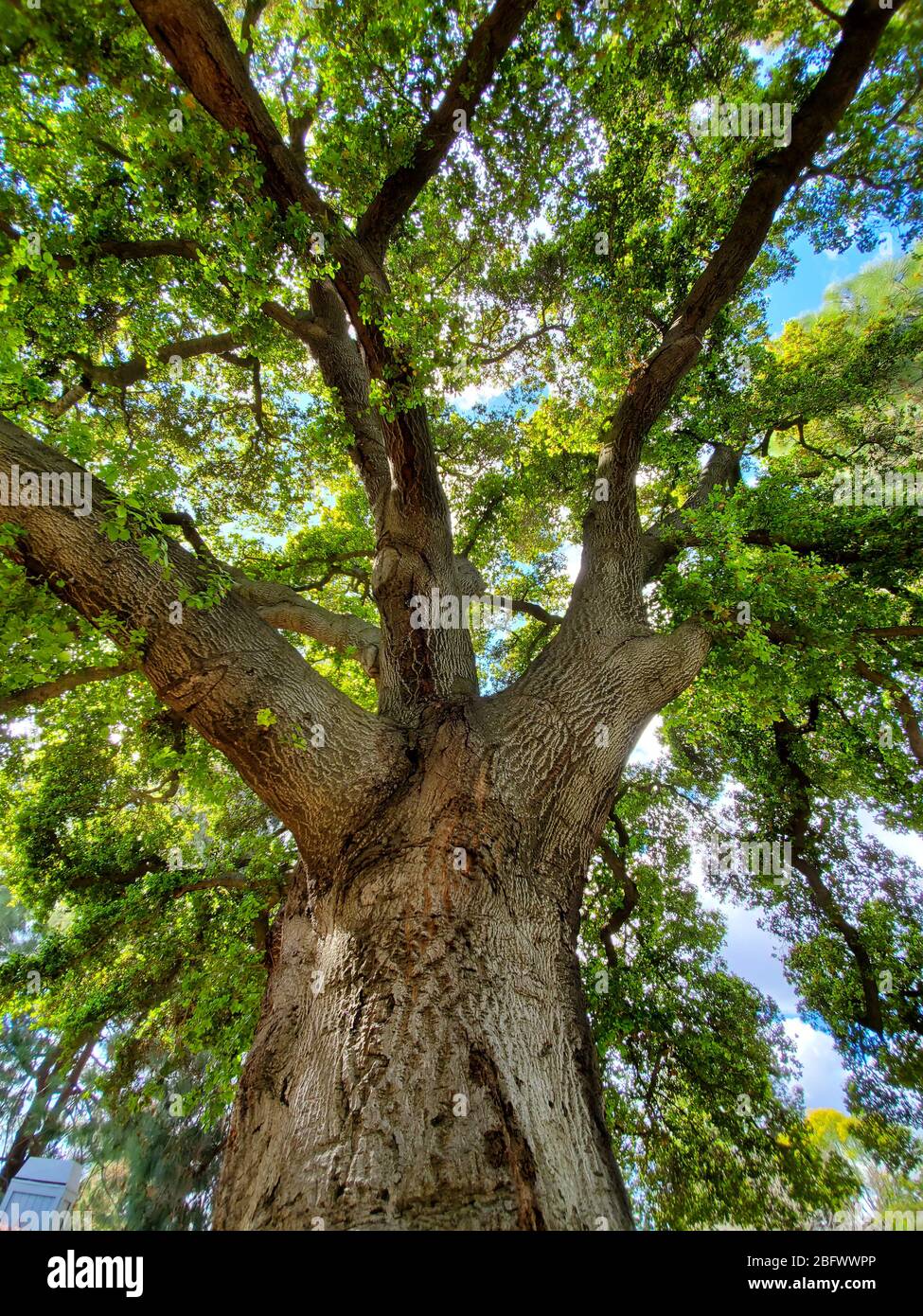Tree growing above ground hi-res stock photography and images - Alamy