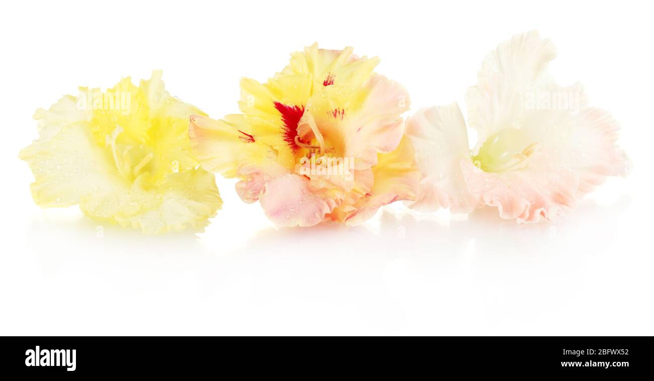 beautiful buds of colorful gladiolus isolated on white close-up Stock ...
