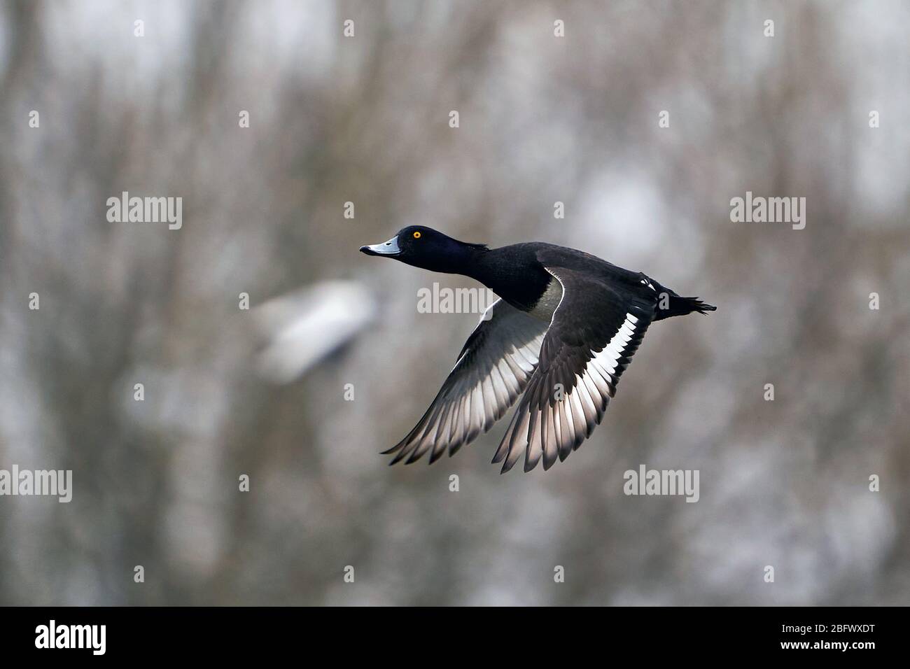 Tufted duck in its natural habitat in Denmark Stock Photo - Alamy