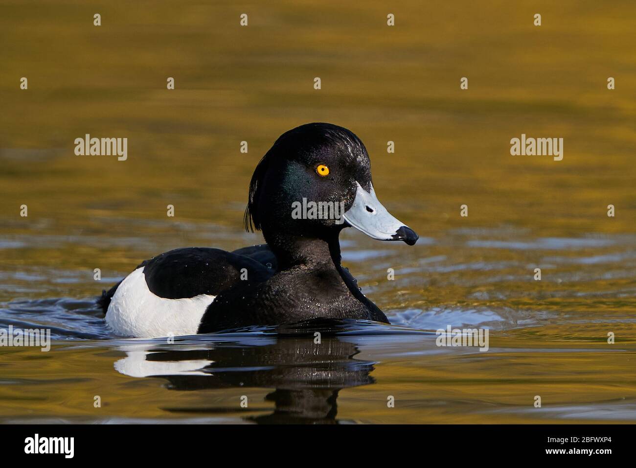 Tufted duck in its natural habitat in Denmark Stock Photo - Alamy