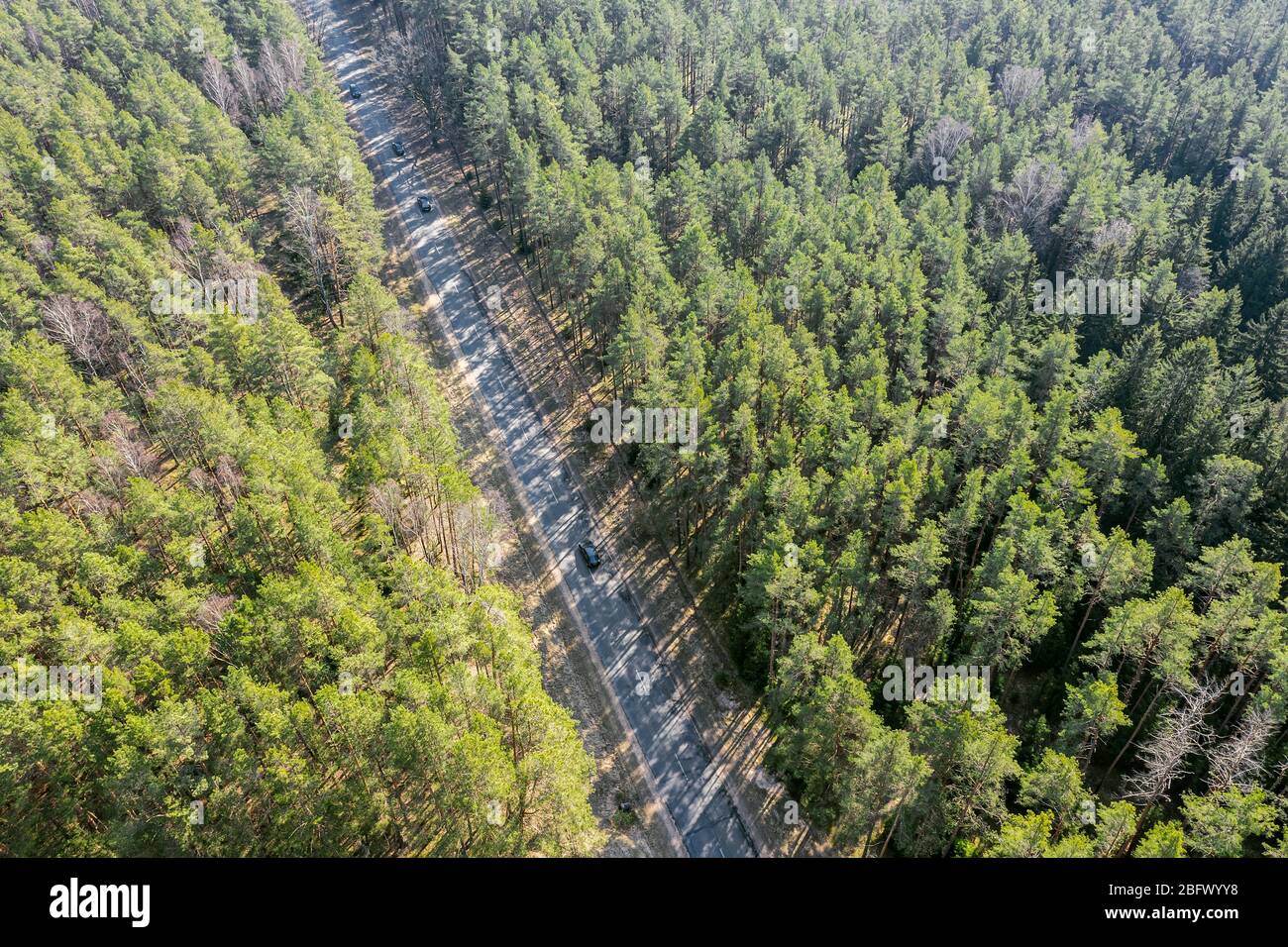 Highway through pine tree forest hi-res stock photography and images ...