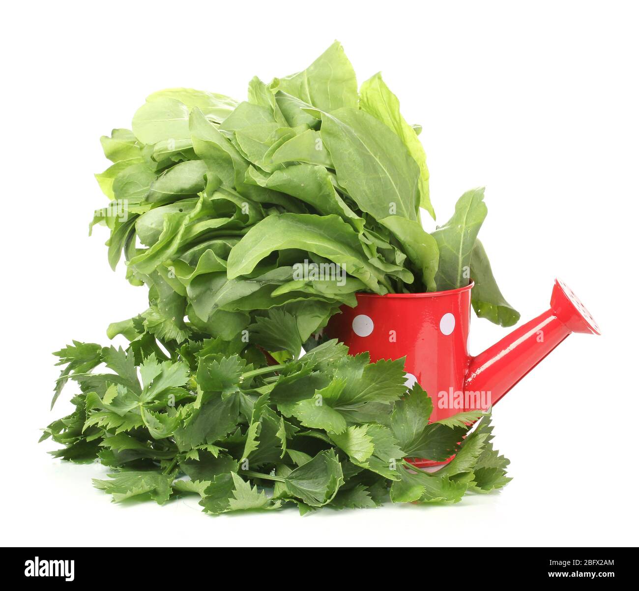 Fresh herbs in red watering pot isolated on white Stock Photo - Alamy