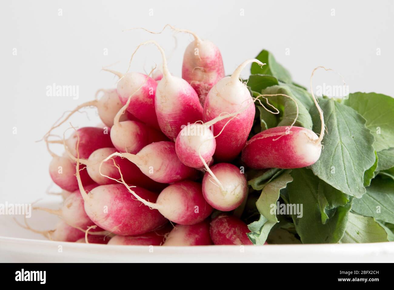 Close-up of a bunch of fresh radishes Stock Photo - Alamy