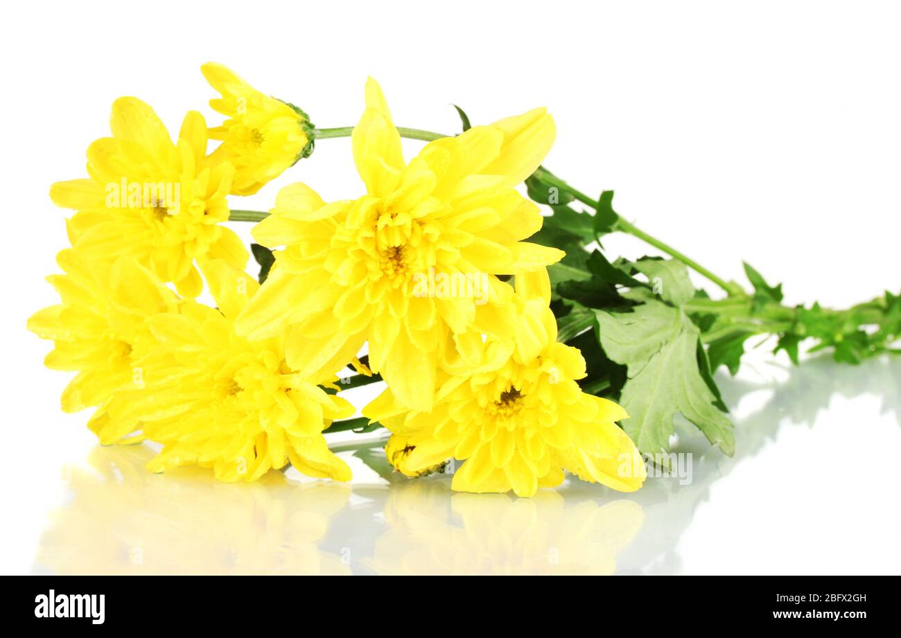 branch of beautiful yellow chrysanthemums on white background close-up ...