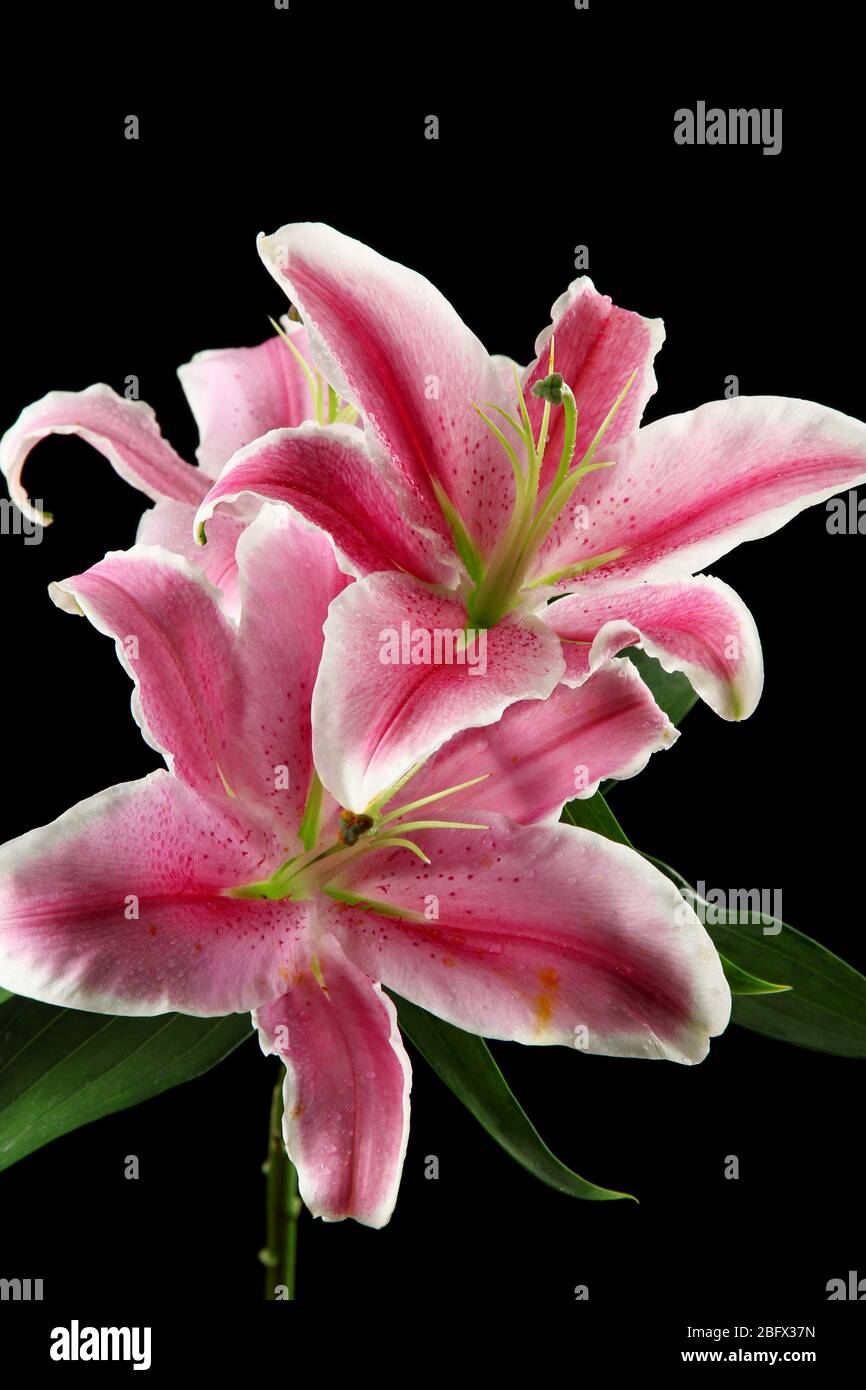 beautiful pink lily, on black background Stock Photo - Alamy