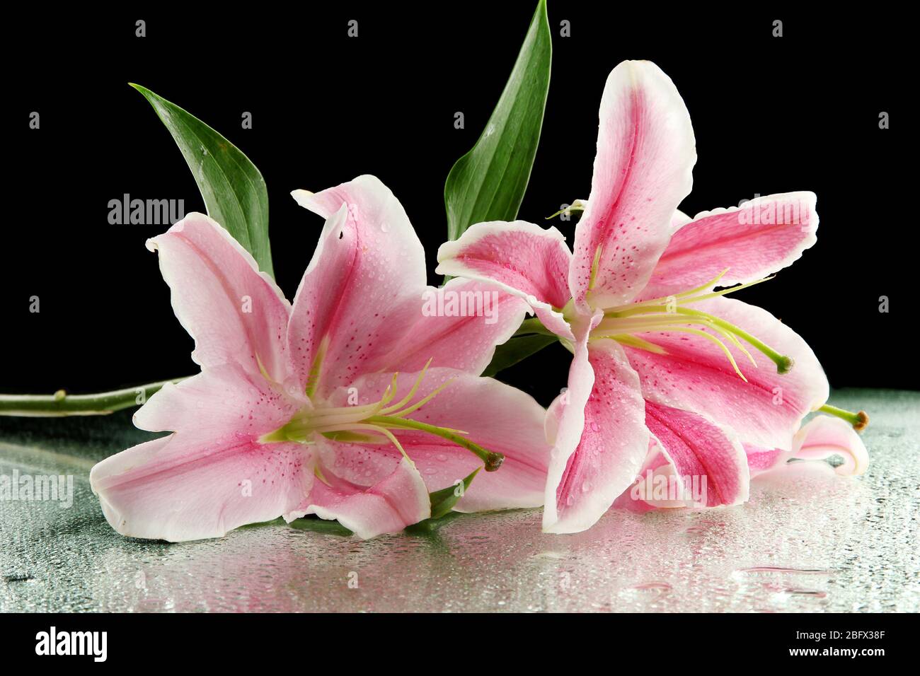 beautiful pink lily, on black background Stock Photo - Alamy