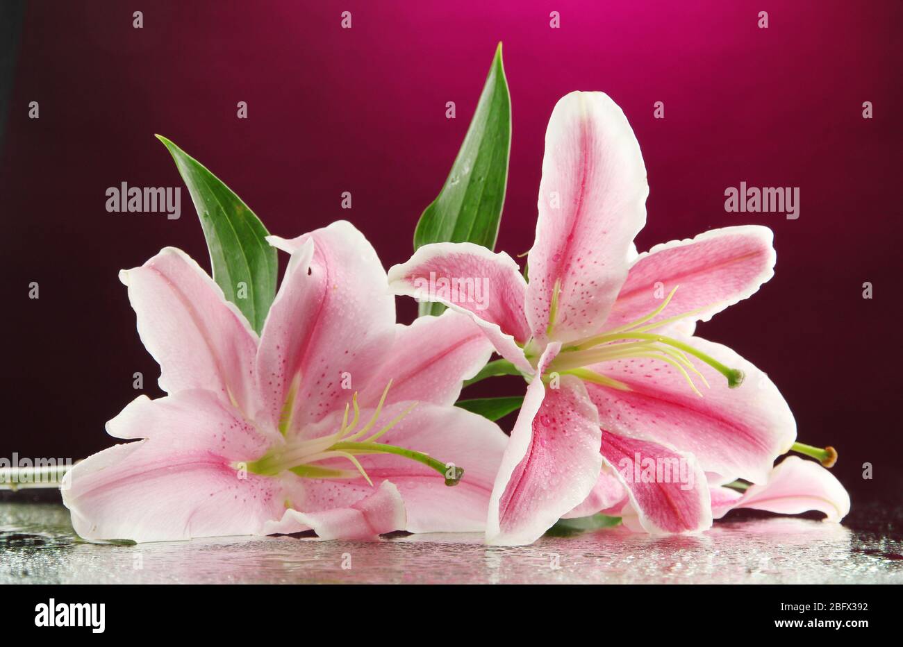 beautiful lily, on pink background Stock Photo - Alamy