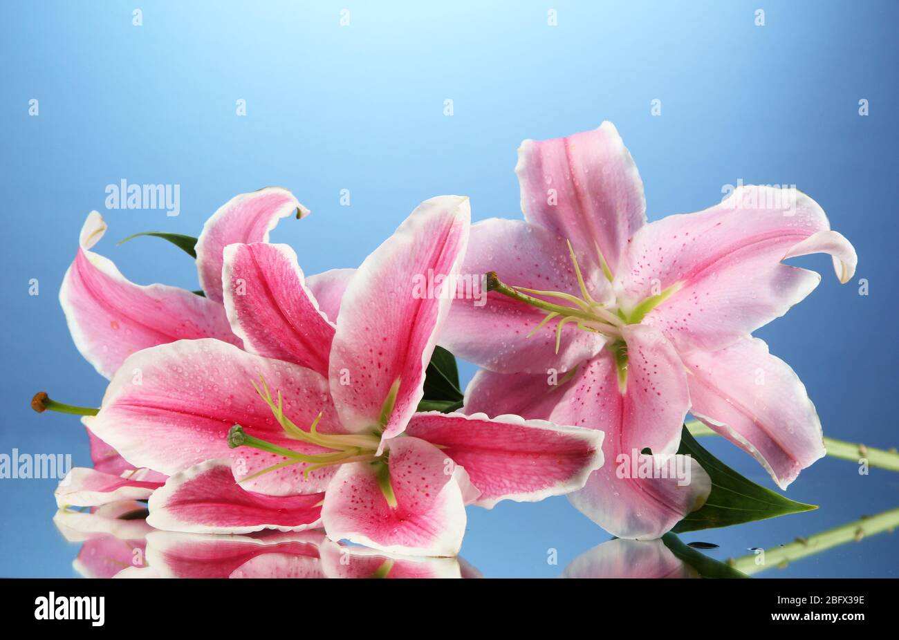 beautiful pink lily, on blue background Stock Photo - Alamy