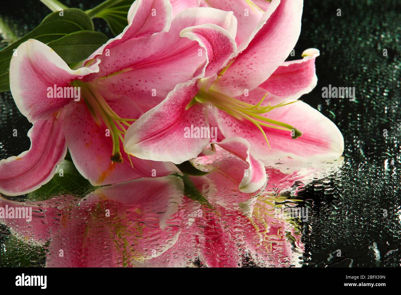 beautiful pink lily, on grey background Stock Photo - Alamy