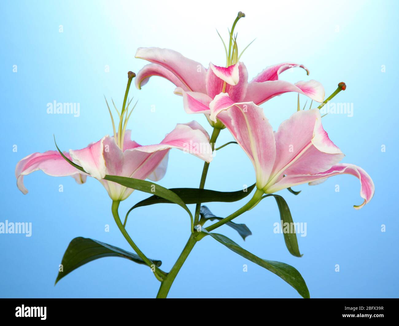 beautiful pink lily, on blue background Stock Photo - Alamy