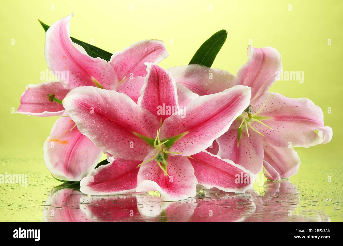 beautiful pink lily, on green background Stock Photo - Alamy