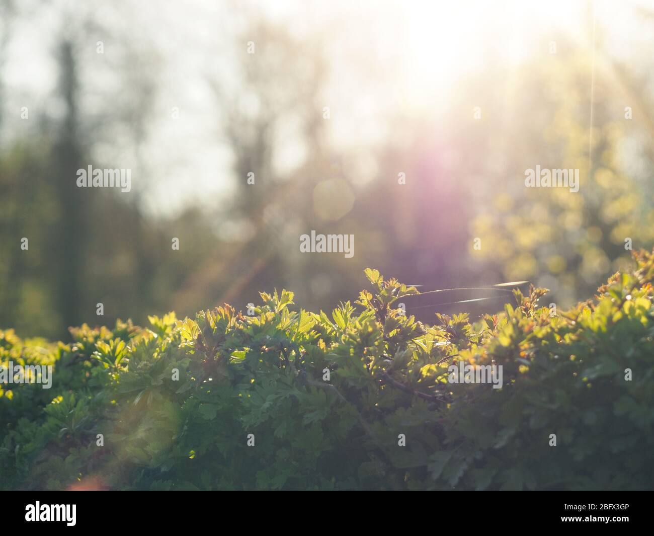 Morning sun rays over a hedge, natural seasonal spring picture, Back ...