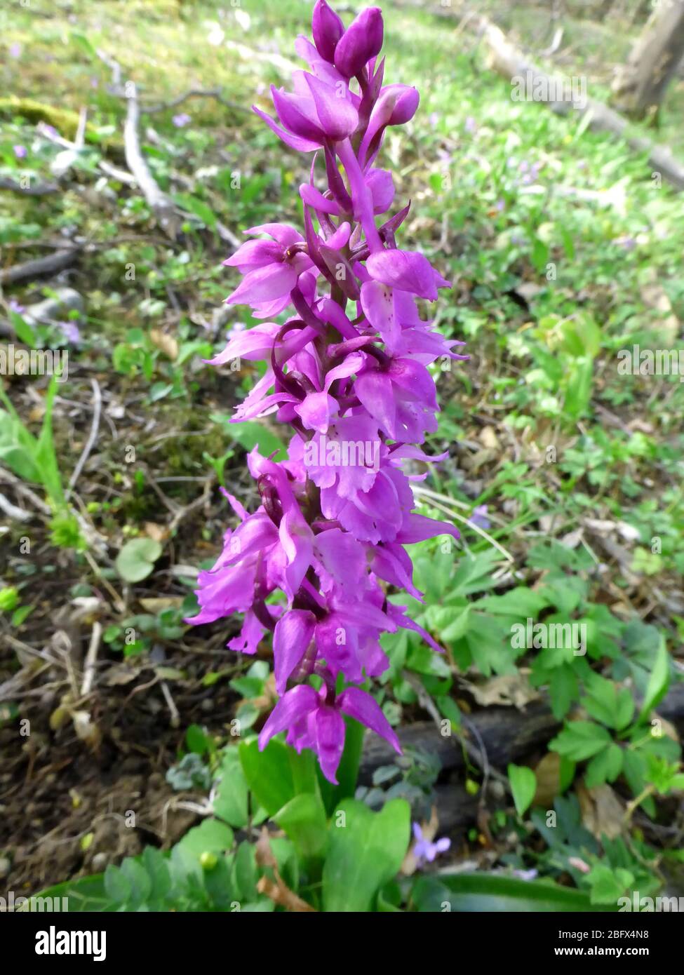wild orchids in Germany in spring in a forest Stock Photo - Alamy