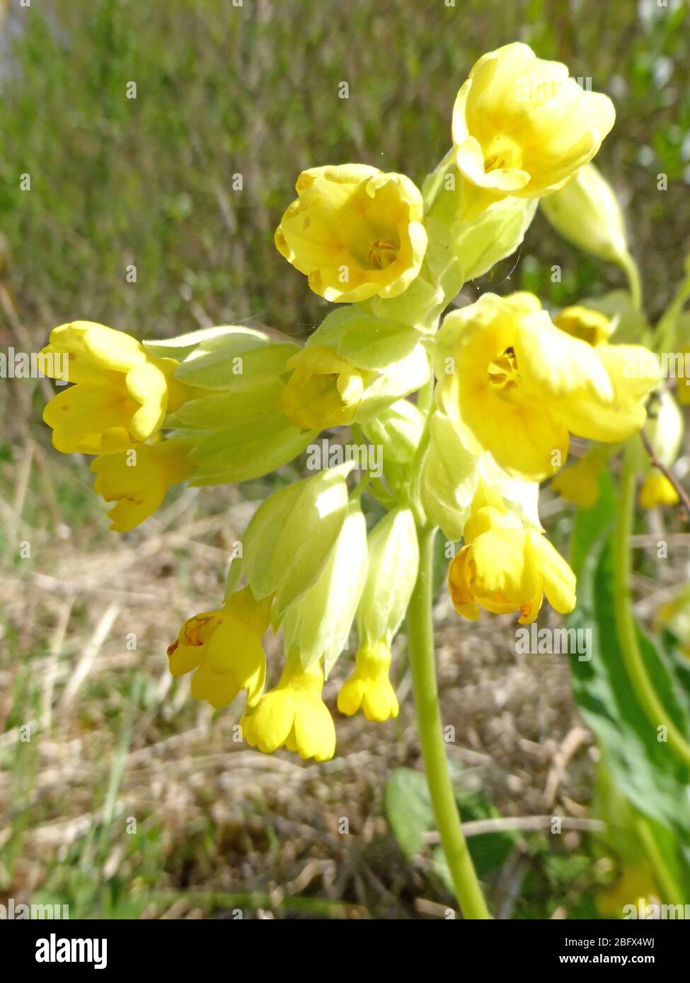 cowslip with flower in spring in Germany Stock Photo - Alamy