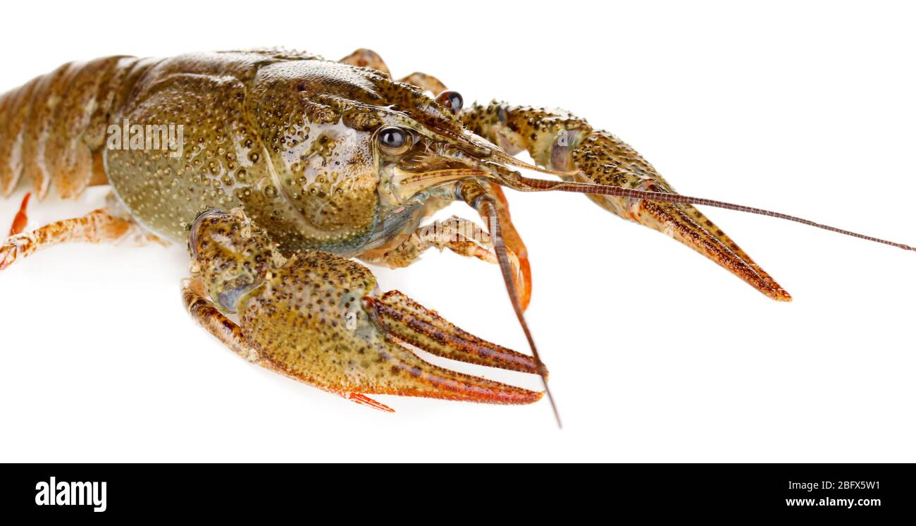 green crawfish on white background close-up Stock Photo - Alamy