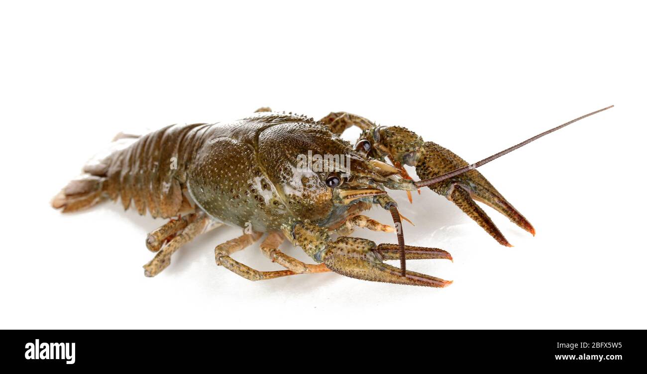 green crawfish isolated on white close-up Stock Photo - Alamy