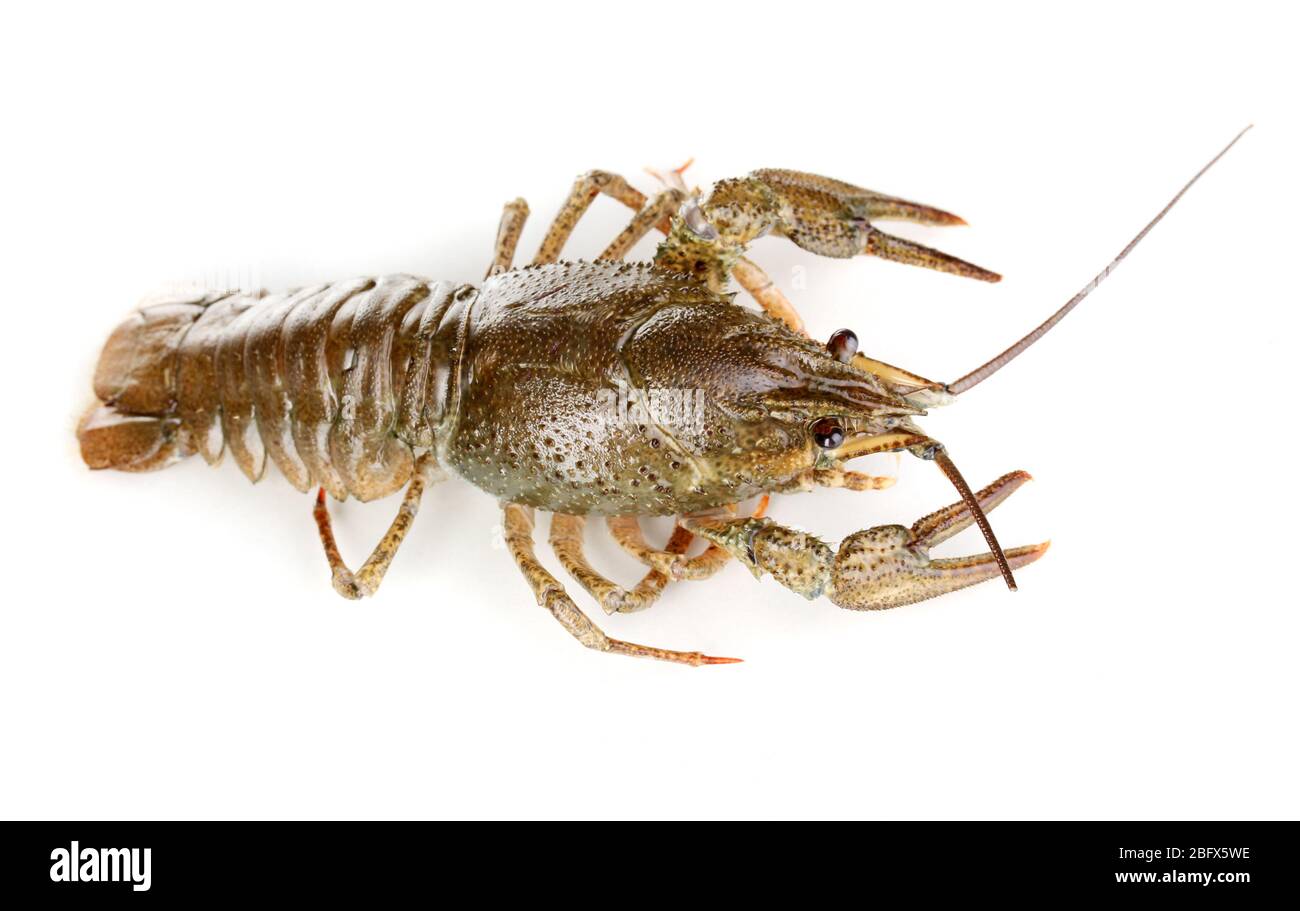 green crawfish isolated on white close-up Stock Photo - Alamy