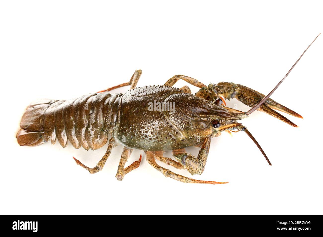 green crawfish isolated on white close-up Stock Photo - Alamy