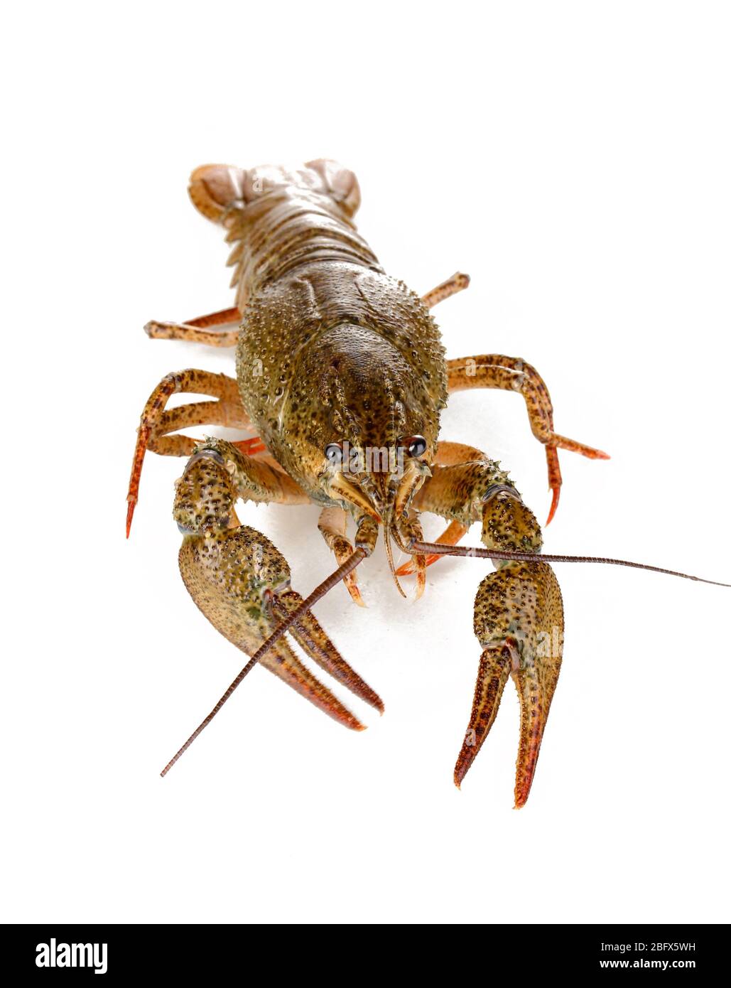 green crawfish isolated on white close-up Stock Photo - Alamy