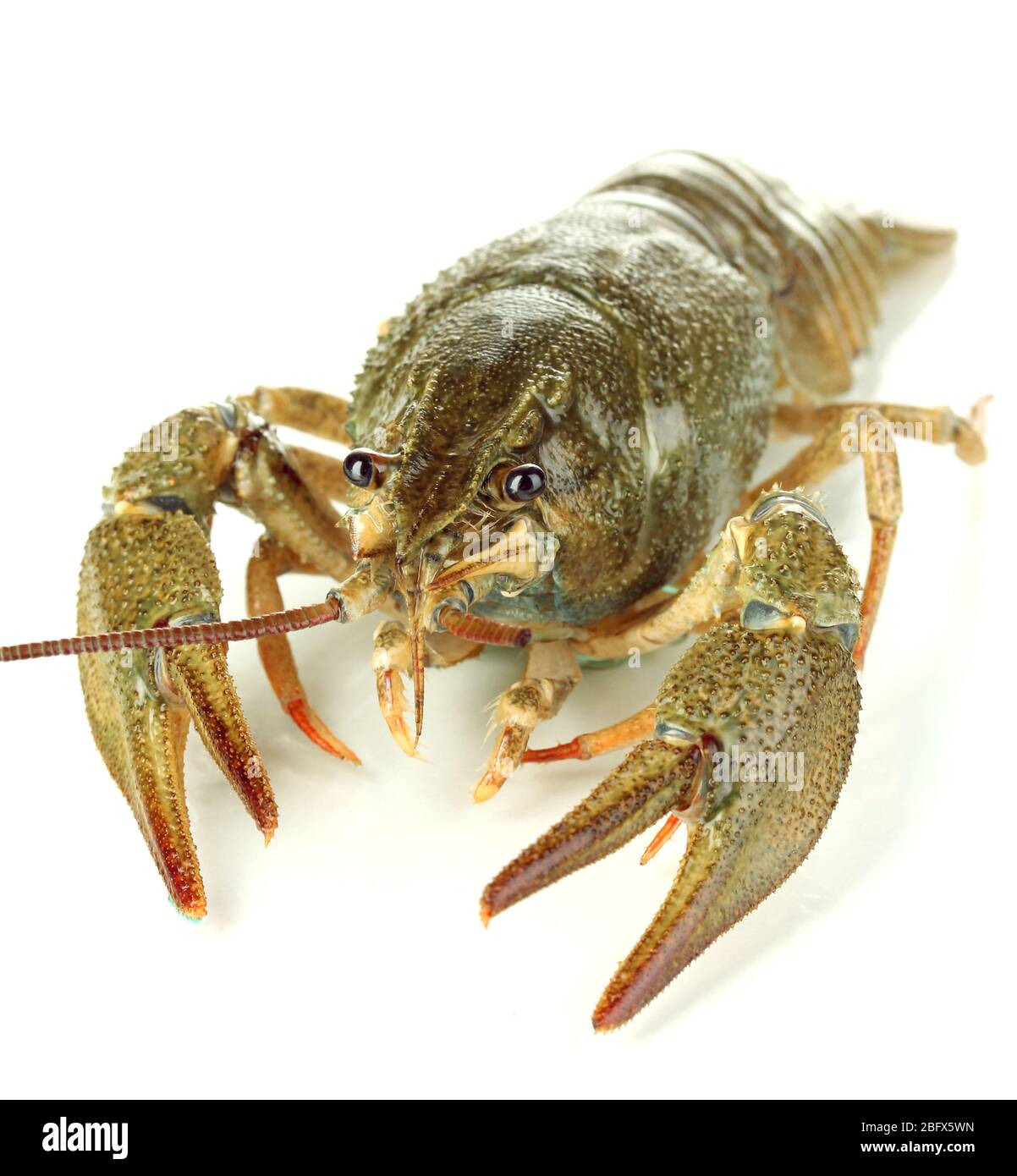 Alive crayfish on white background close-up Stock Photo - Alamy