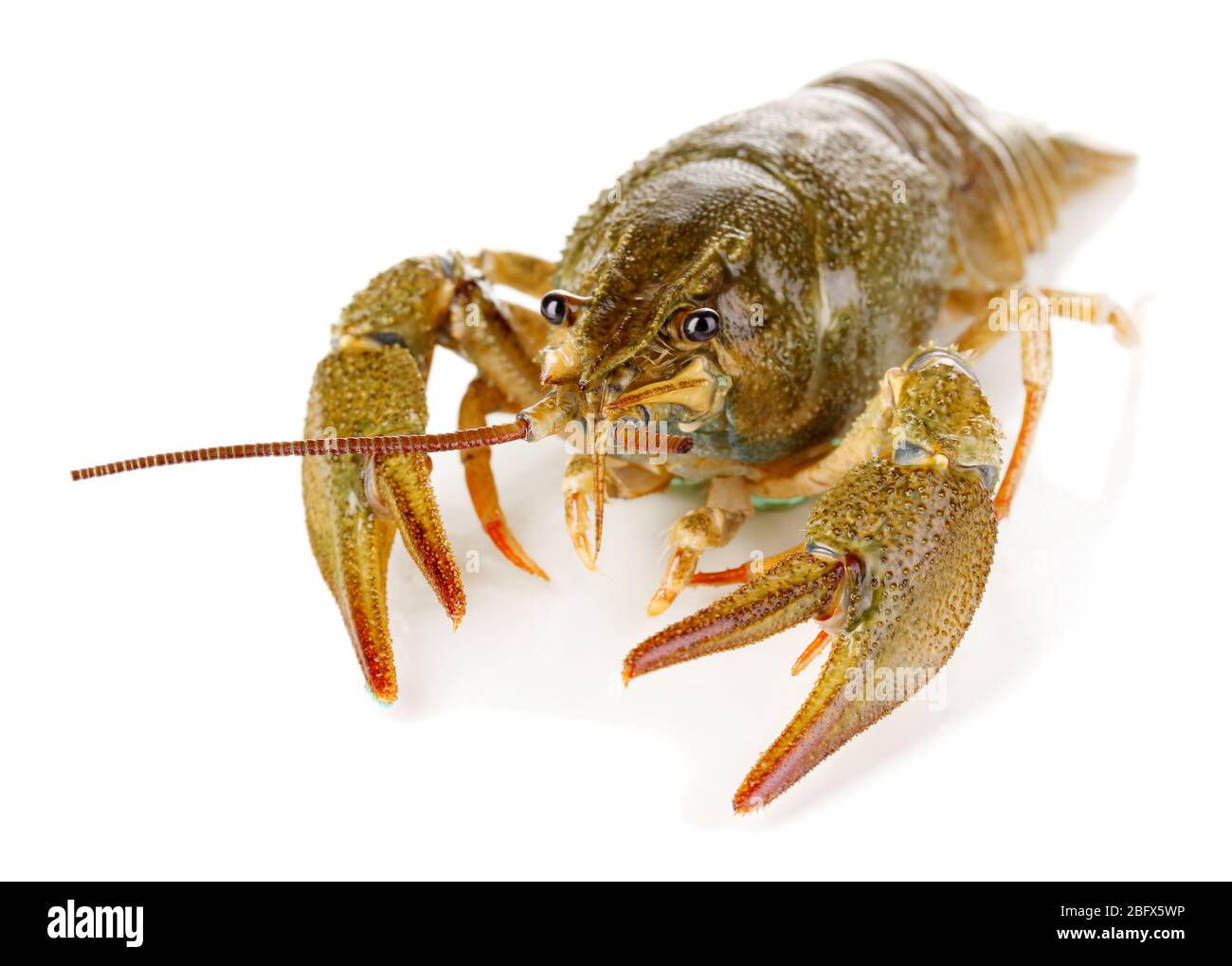 Alive crayfish on white hi-res stock photography and images - Alamy