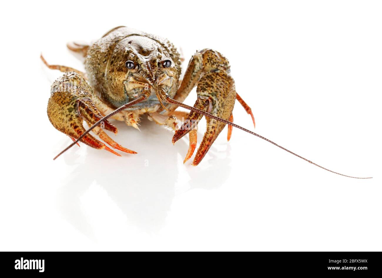 green crawfish isolated on white close-up Stock Photo - Alamy
