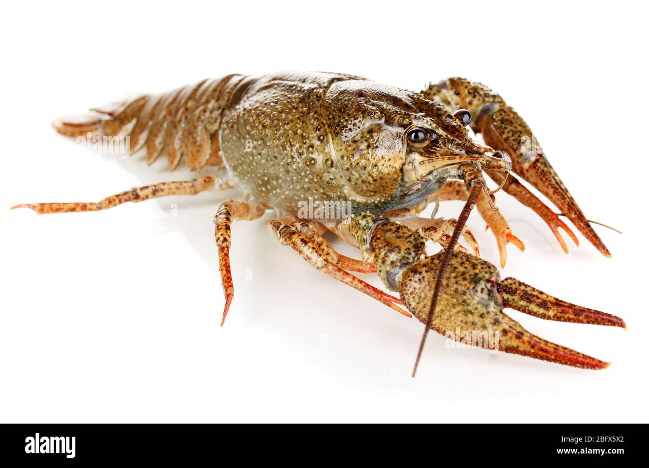 green crawfish isolated on white close-up Stock Photo - Alamy