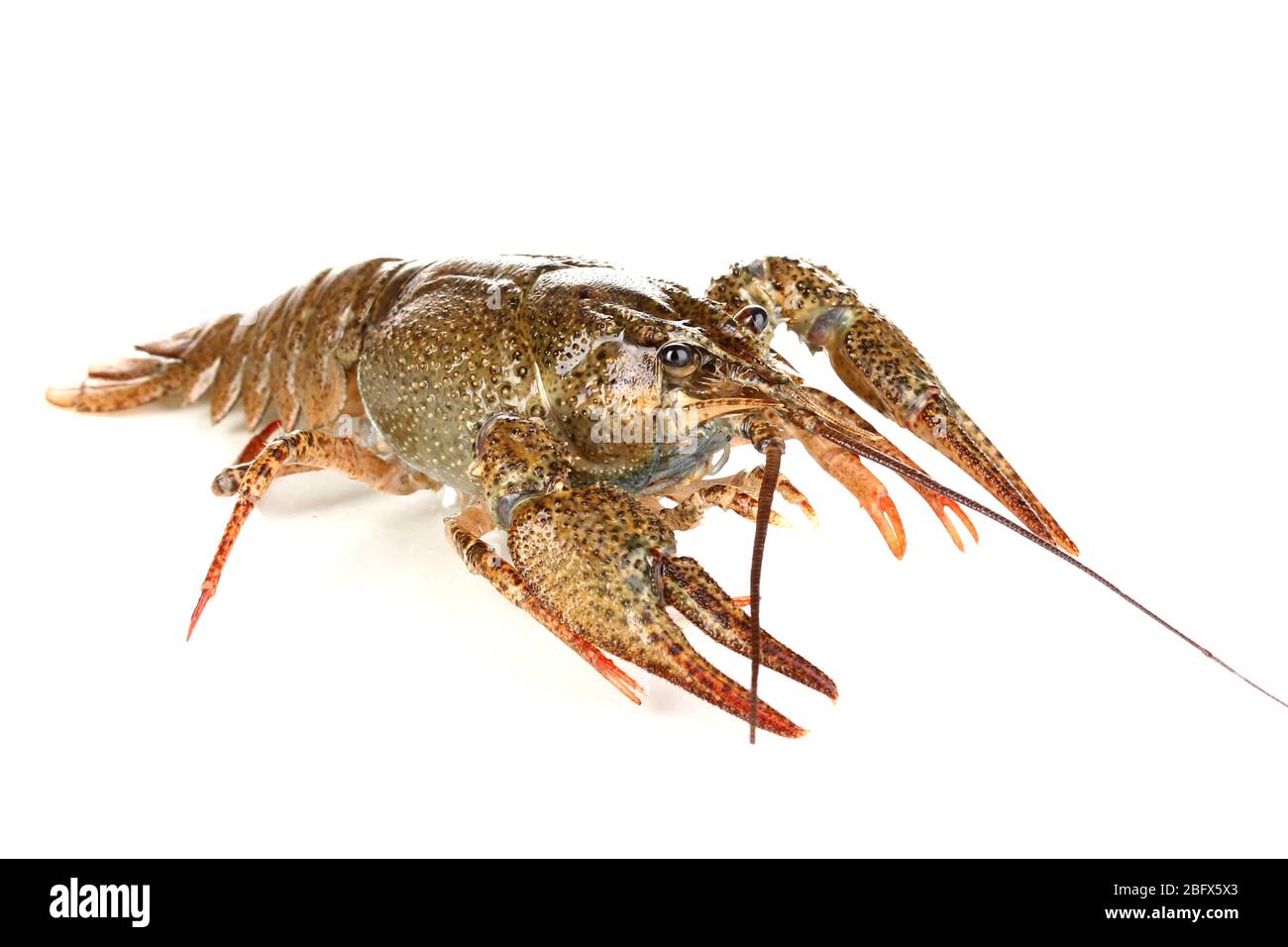 green crawfish isolated on white close-up Stock Photo - Alamy