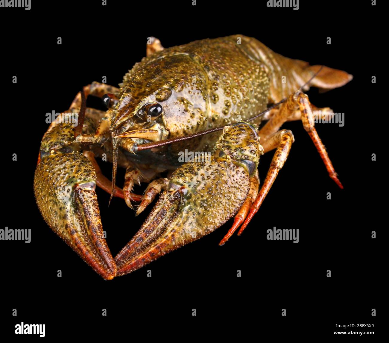 Alive crayfish isolated on black Stock Photo - Alamy
