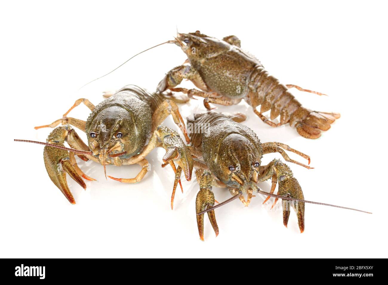 Alive crayfishes isolated on white background Stock Photo - Alamy